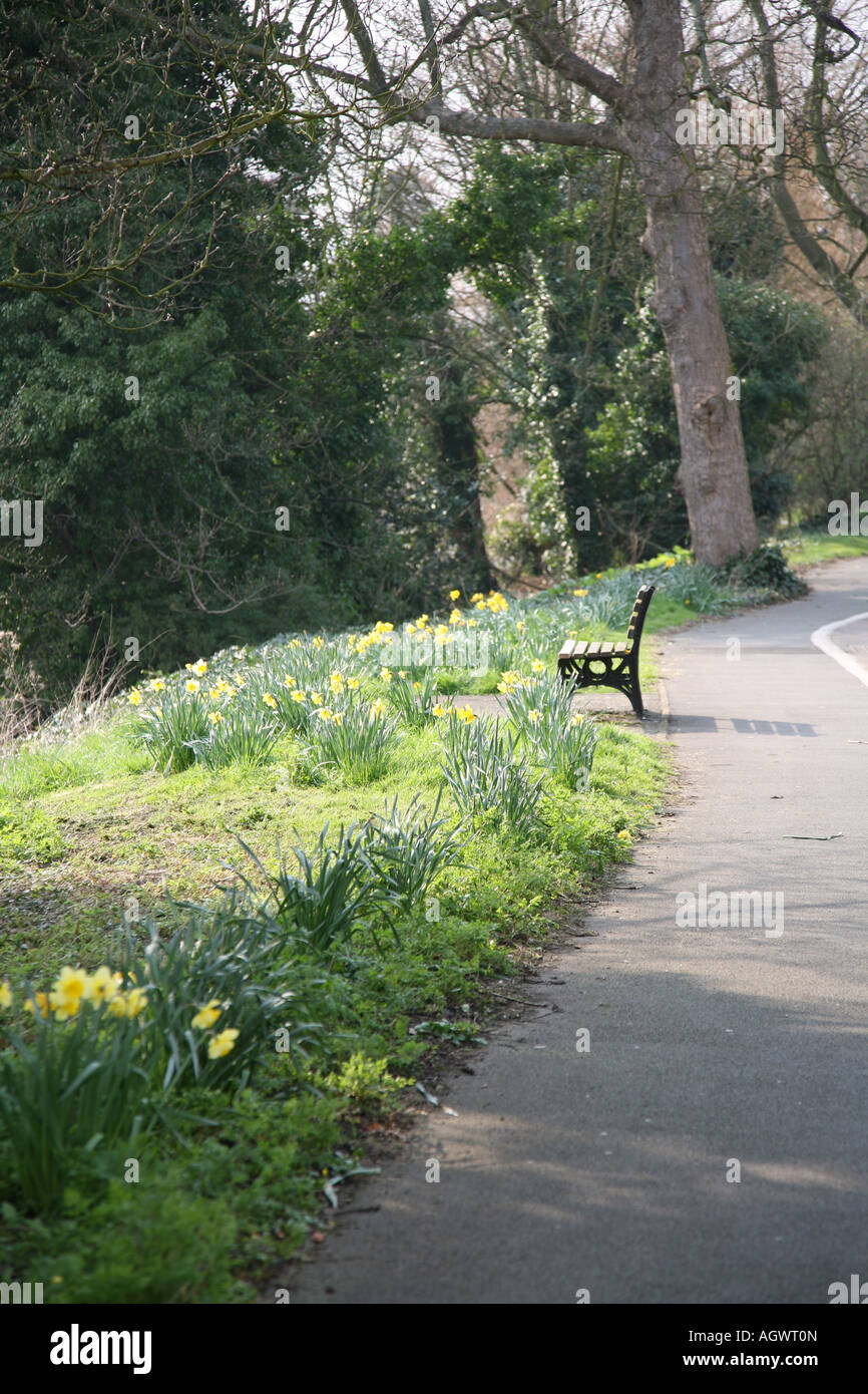 Tamworth spring daffodils flowers hi-res stock photography and images ...