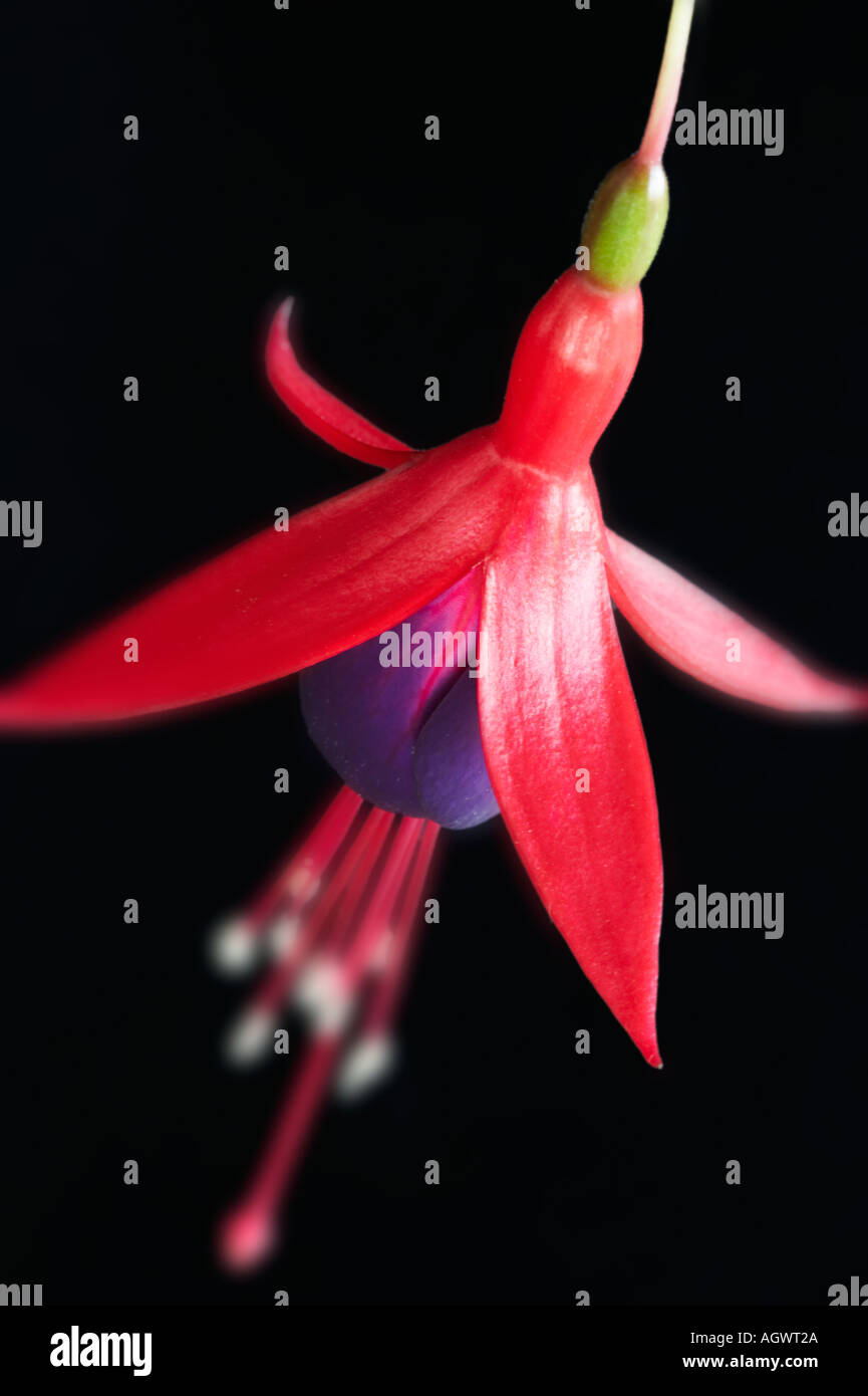 Fuschia head hi-res stock photography and images - Alamy