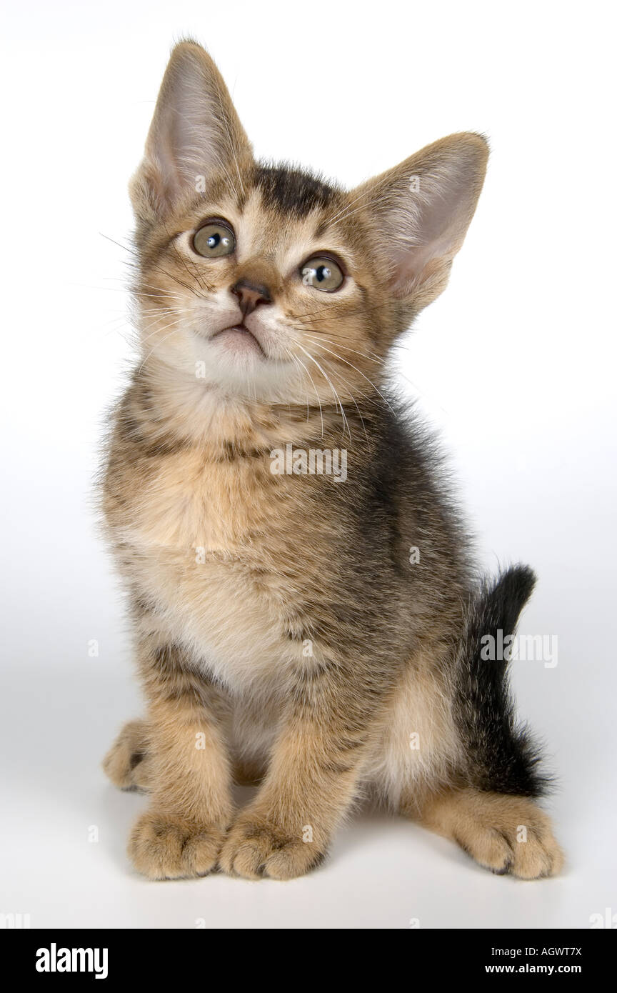 Kitten in studio Stock Photo - Alamy