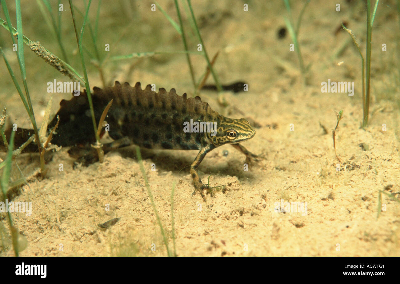 Warty Newt / European Crested Newt Stock Photo - Alamy