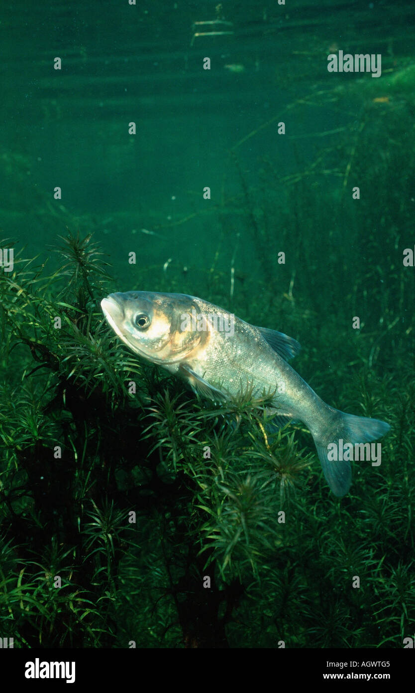 The silver carp hi-res stock photography and images - Alamy