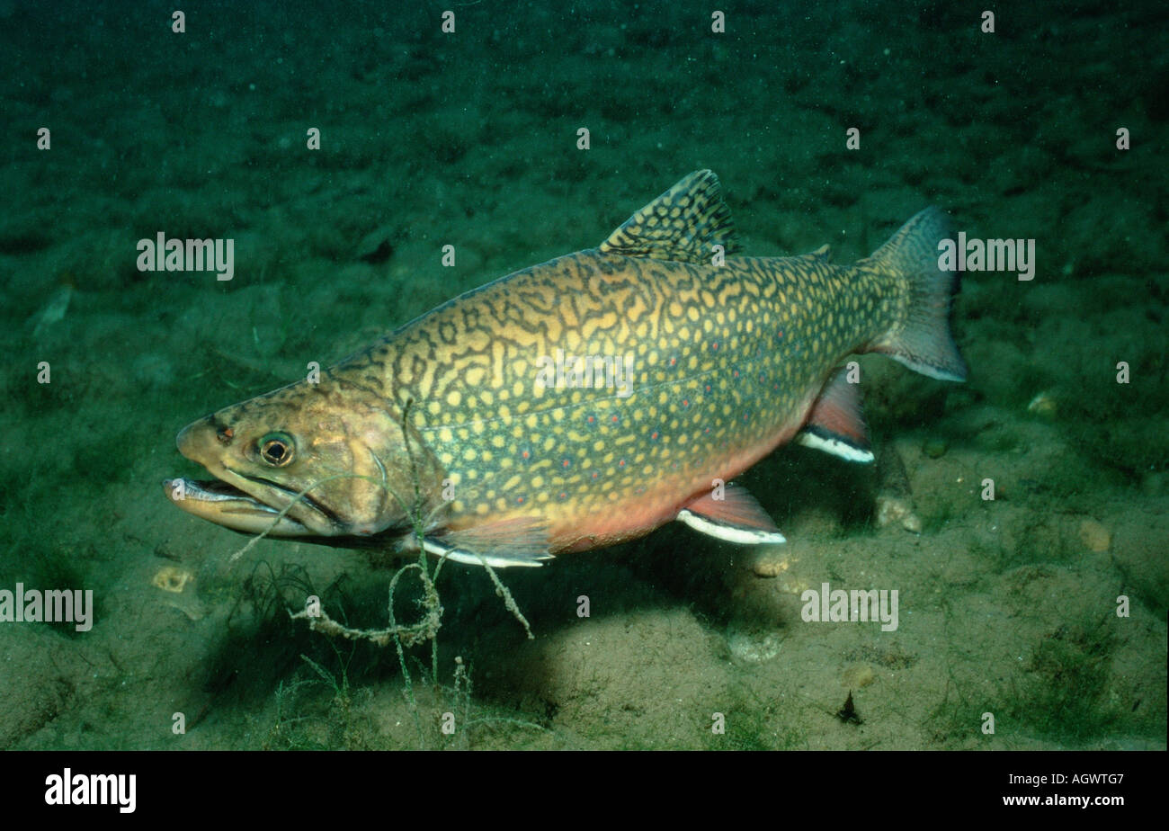 Brook charr hi-res stock photography and images - Alamy