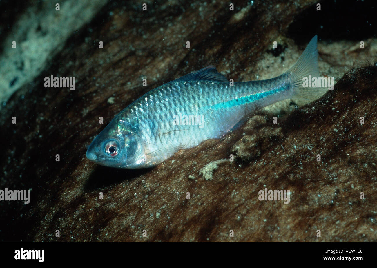 Rhodeus sericeus amarus hi-res stock photography and images - Alamy