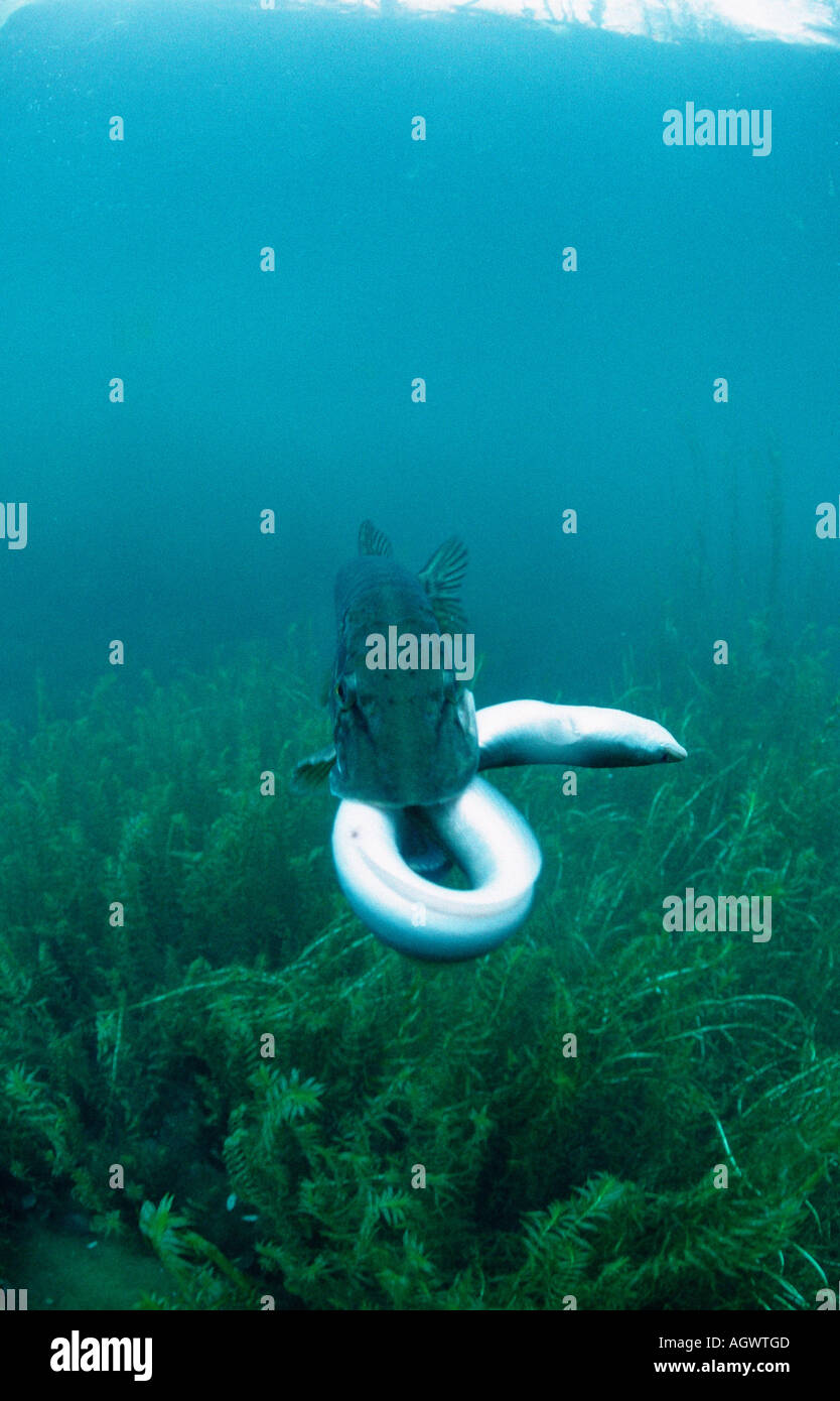 Pike and eel hi-res stock photography and images - Alamy