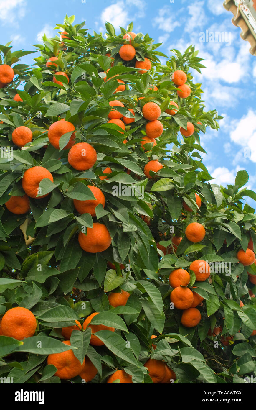 Colorful orange tree against blue sky Stock Photo - Alamy