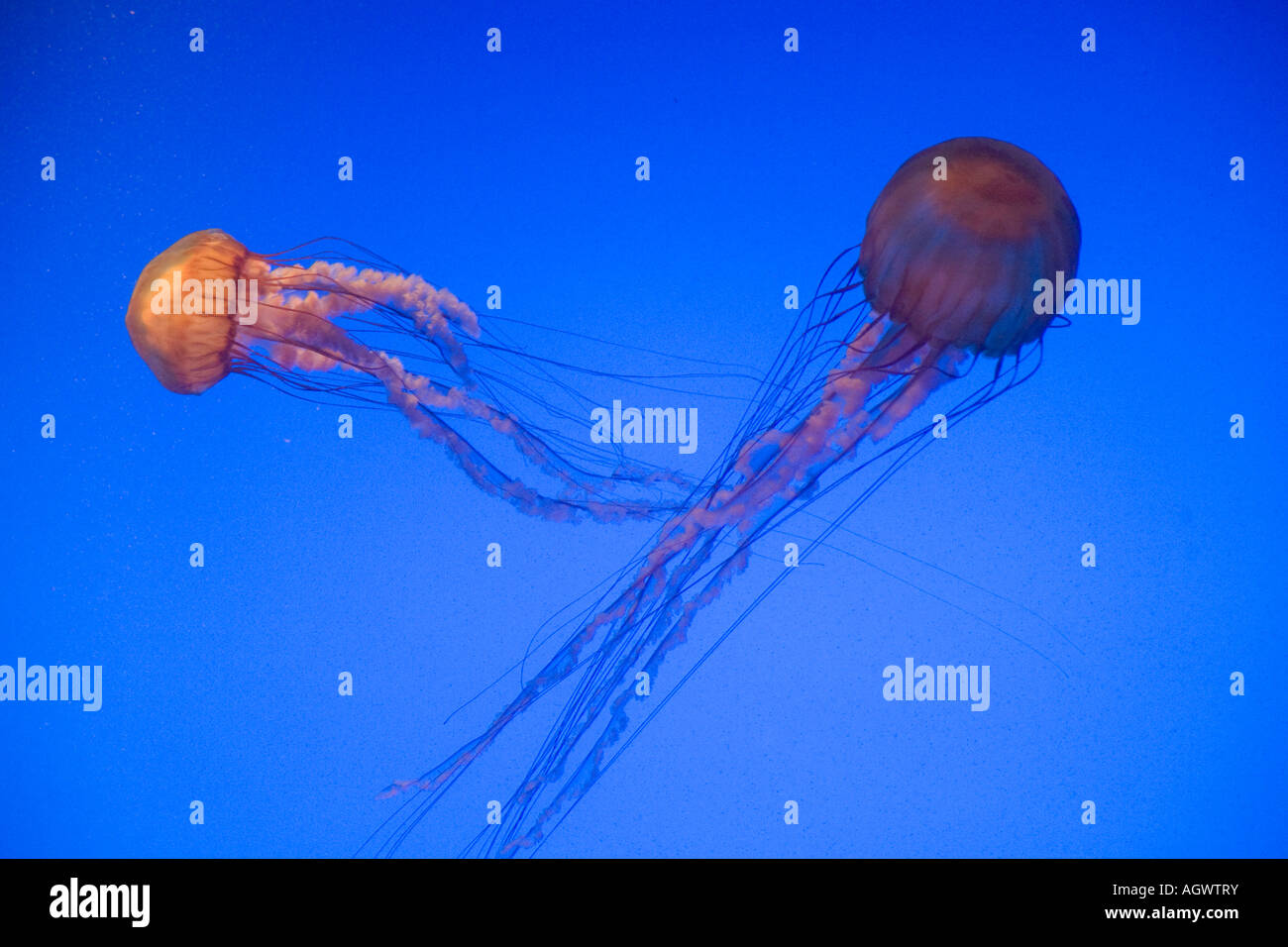 Box jellyfish sting hi-res stock photography and images - Alamy