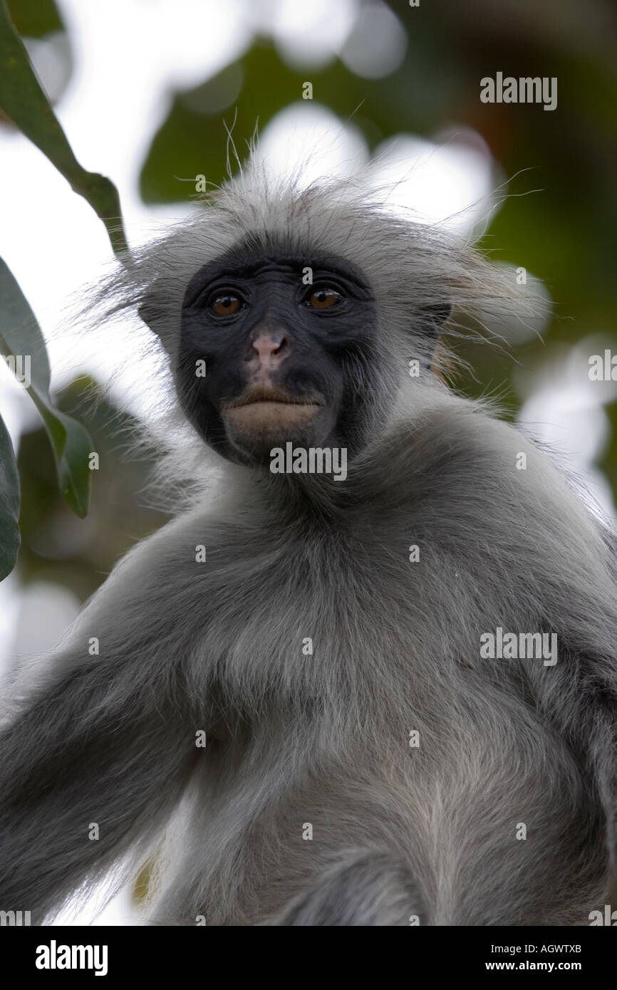 Colobus badius hi-res stock photography and images - Alamy