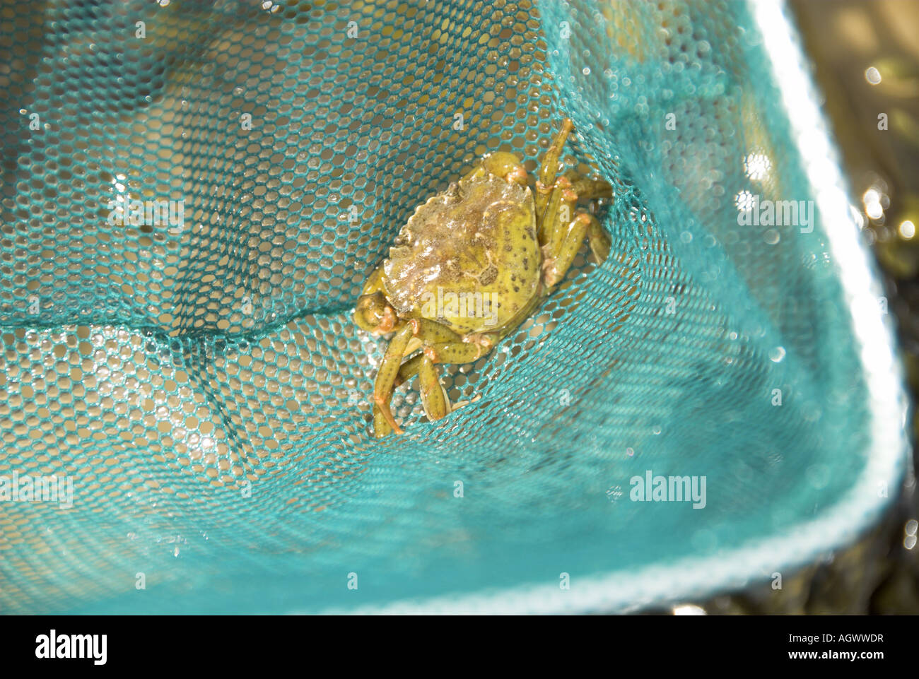 Rock pool crab uk hi-res stock photography and images - Alamy