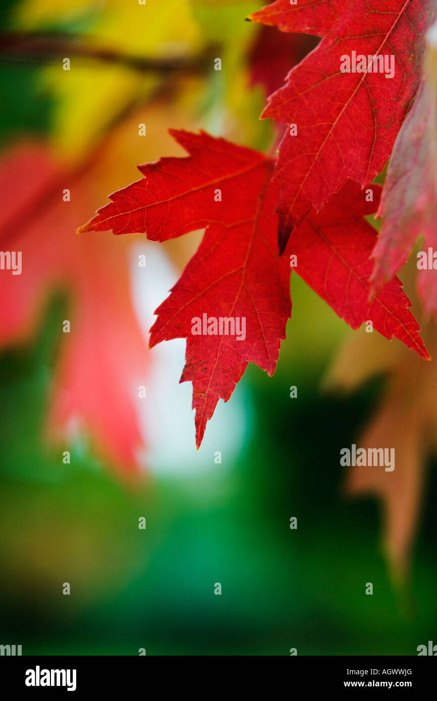 Autumn season colour leaf leaves fall change red Stock Photo - Alamy