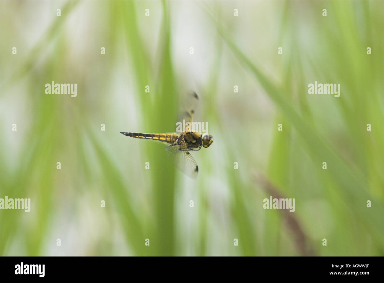 Fying insect hi-res stock photography and images - Alamy