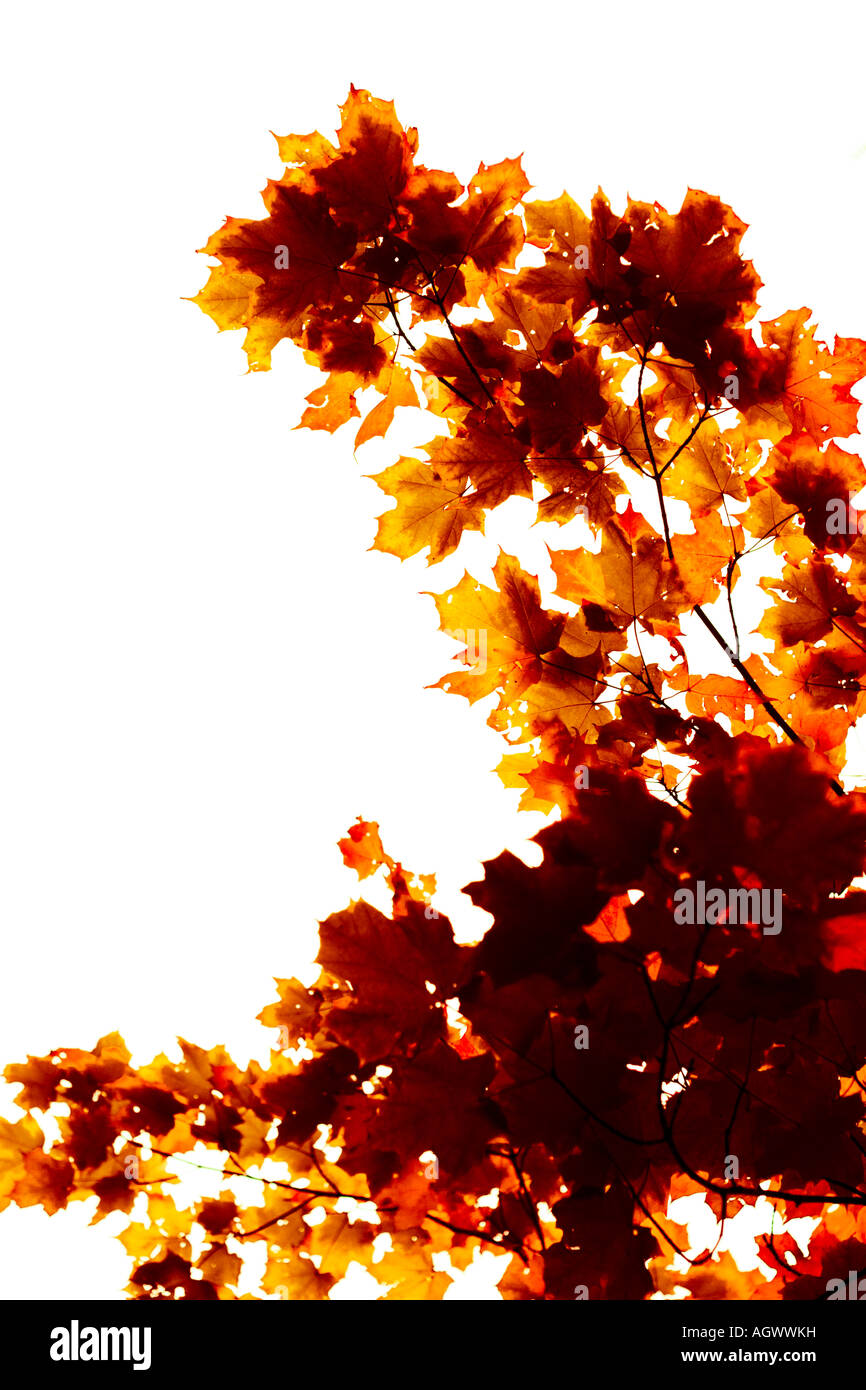 Abstract of autumn leaves Stock Photo - Alamy