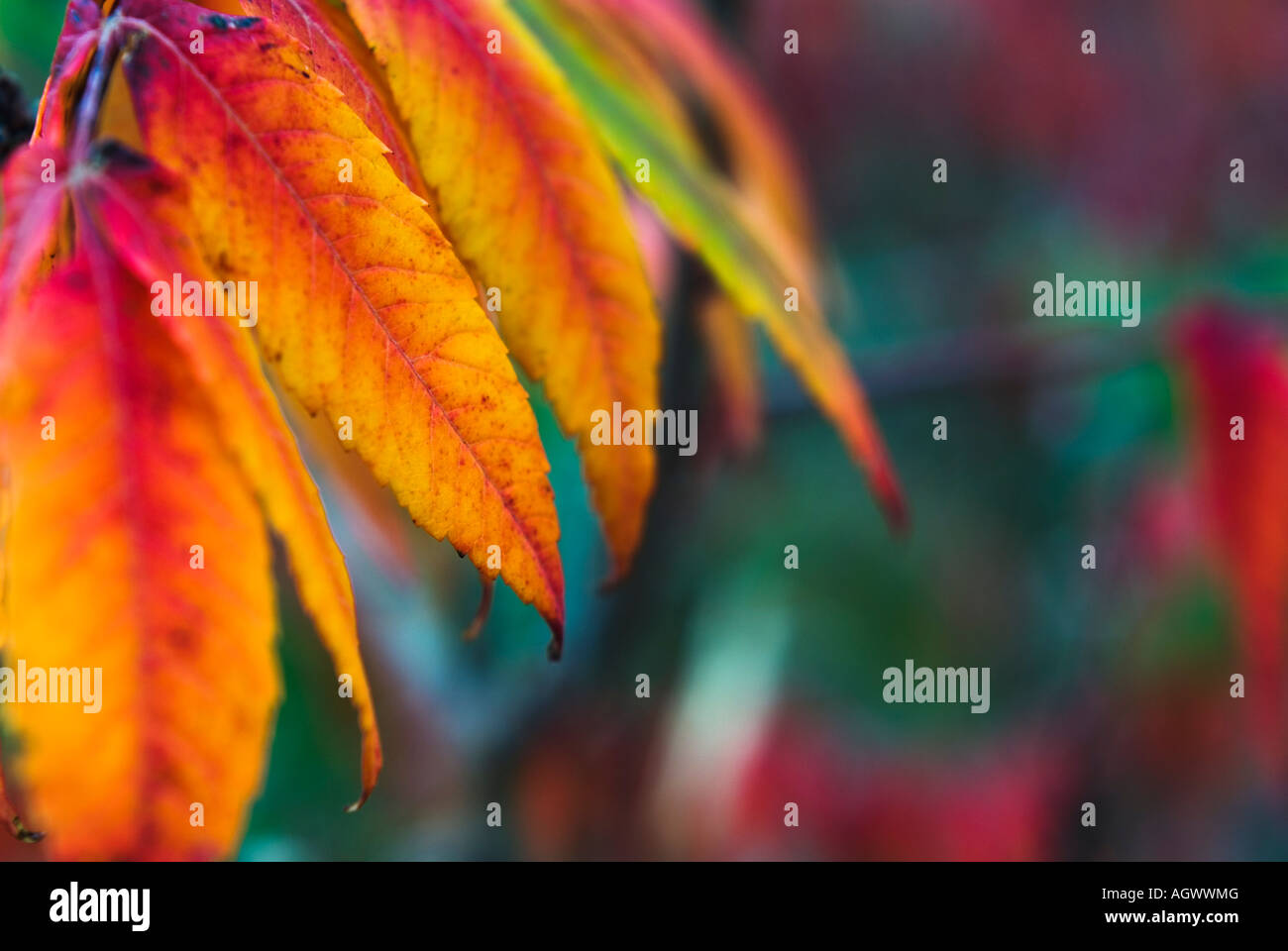 Autumn leaves changing colour Stock Photo - Alamy