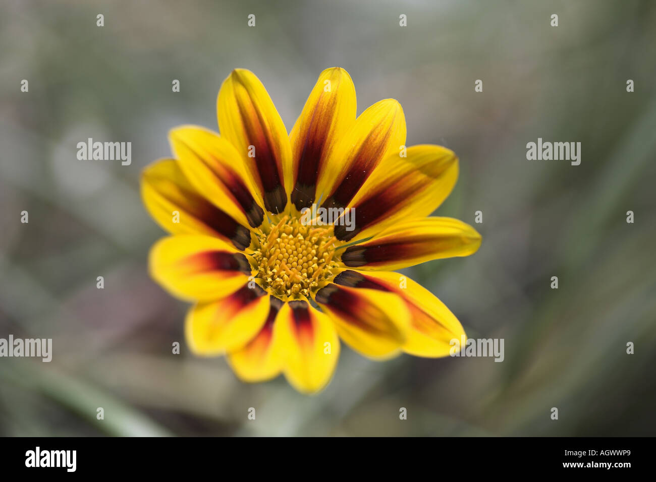 African daisy flower dimorphotheca aurantiaca hi-res stock photography ...