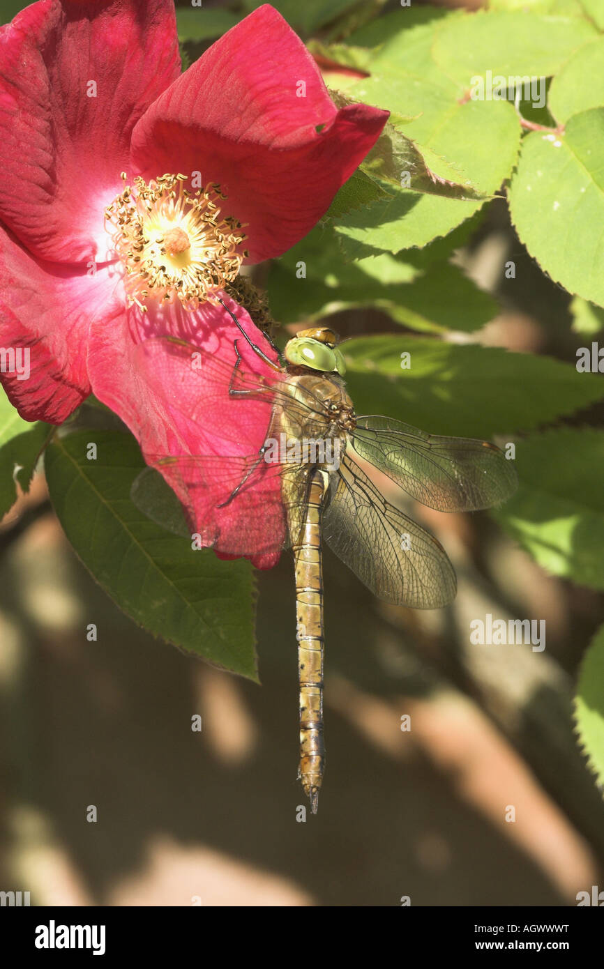 Dragonfly Norfolk Hawker aeshna isosceles resting on garden rose ...