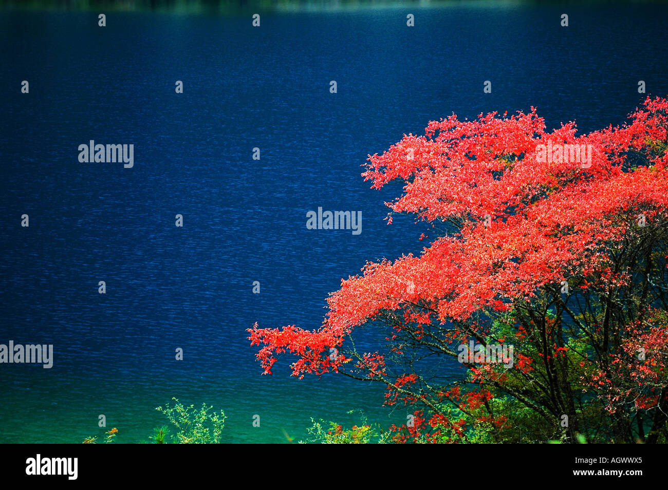 A tree with bright red leaves, standing beside the Xiniu(Rhinoceros ...