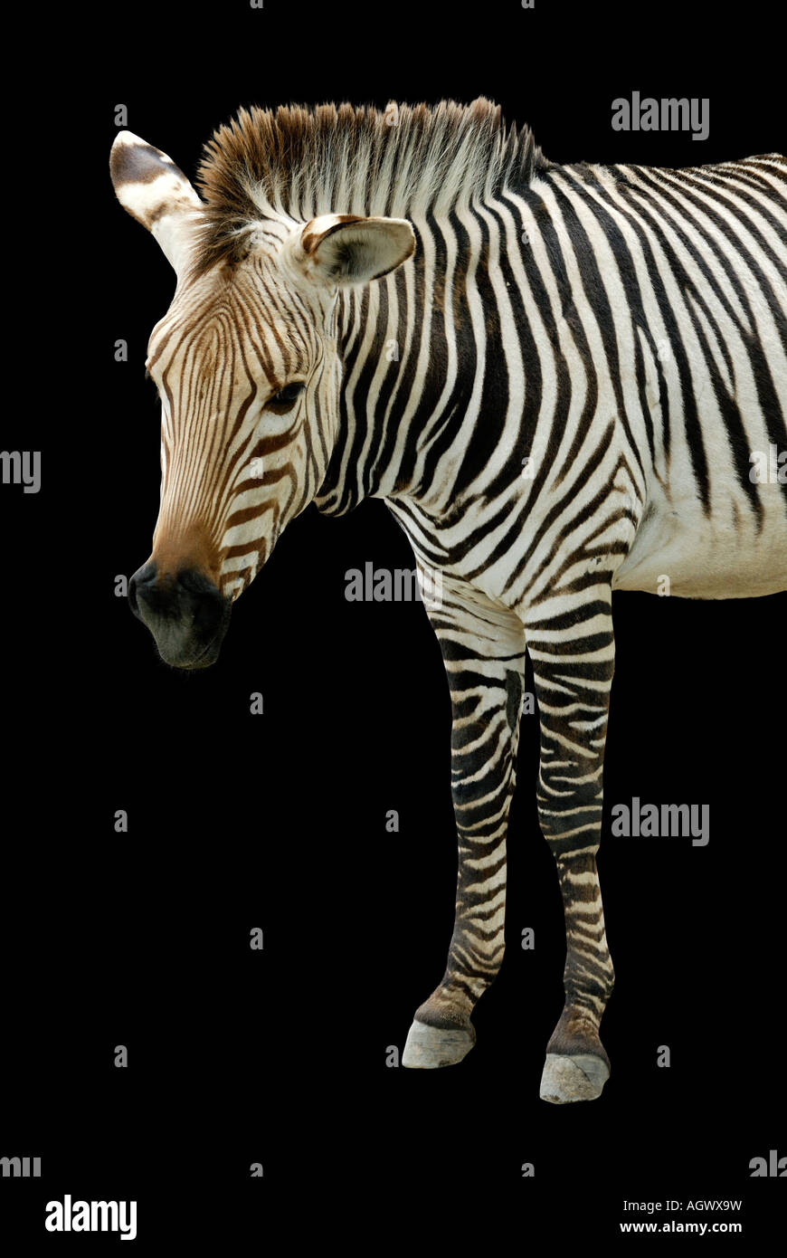 Zebra black background studio shot Stock Photo - Alamy