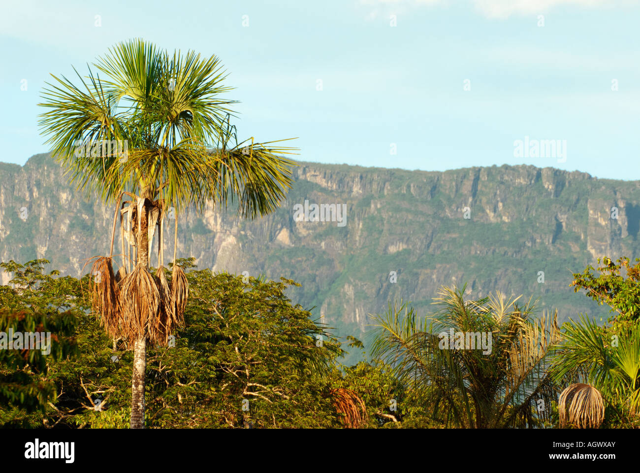 Buriti palm tree tepui mountain hi-res stock photography and images - Alamy