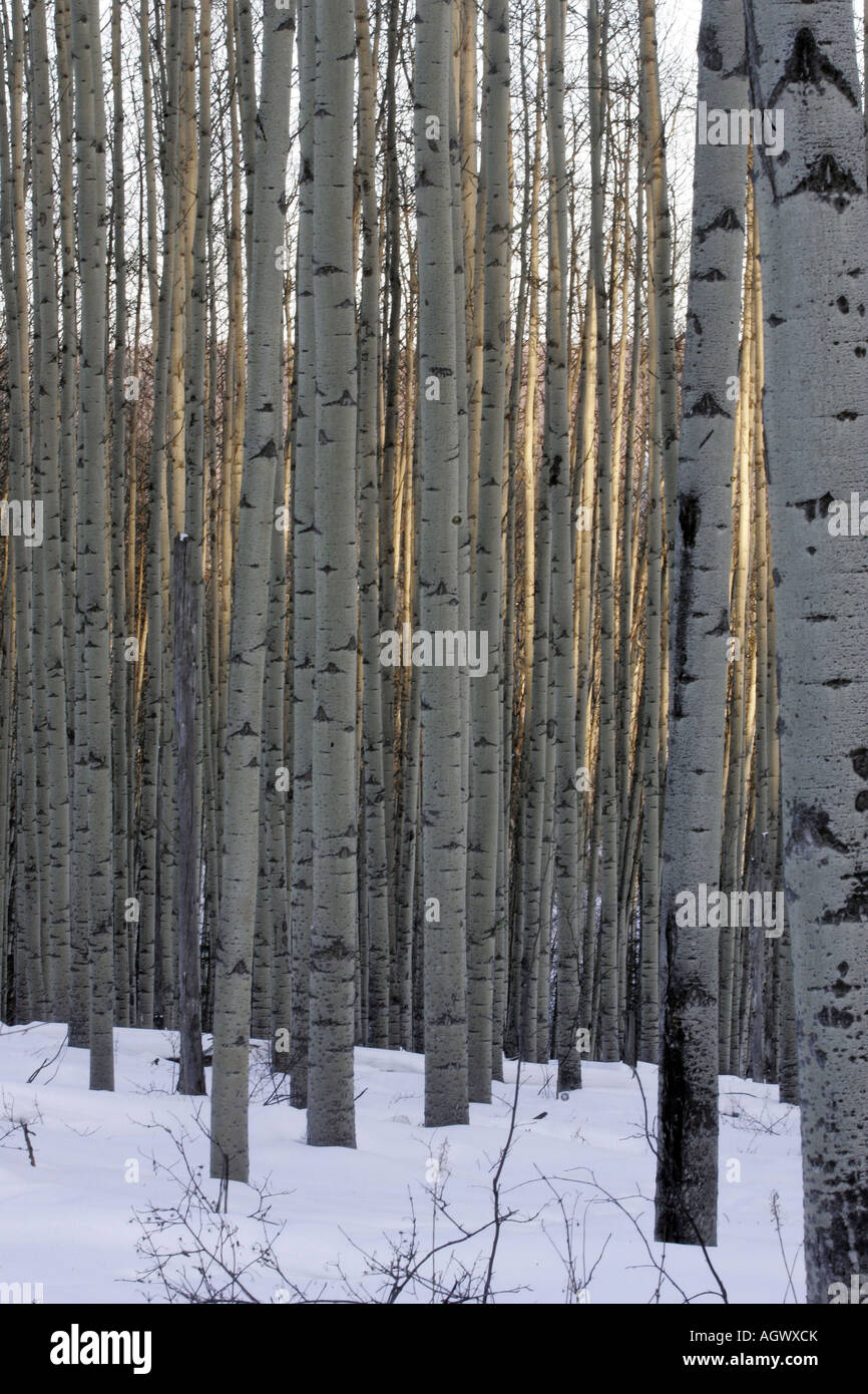 Alaska Birch Tree Trunks Stock Photos & Alaska Birch Tree Trunks Stock ...