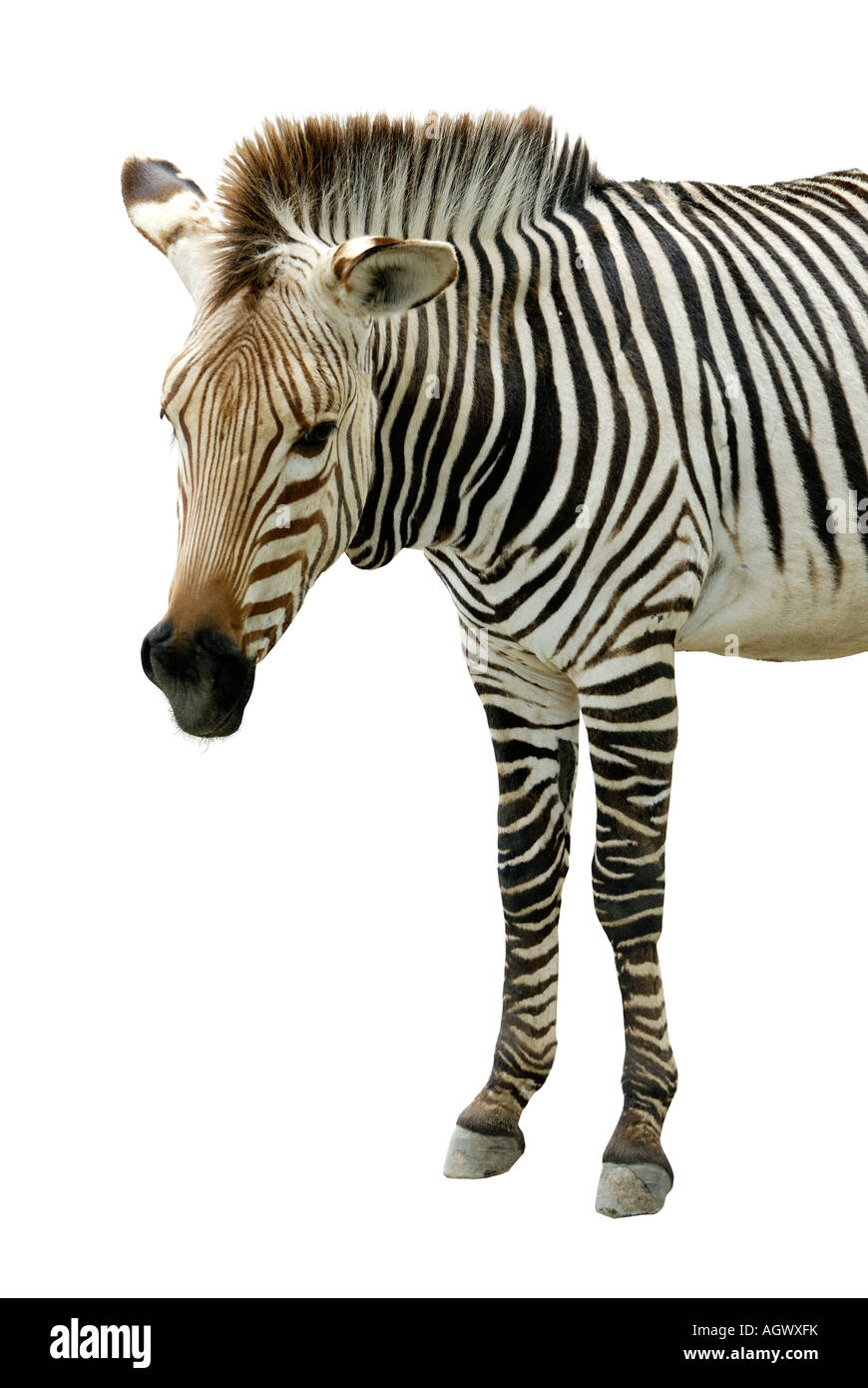 Confidence for zebras hi-res stock photography and images - Alamy