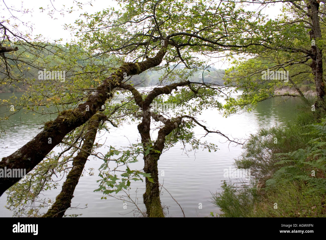 Trees over the lake Stock Photo - Alamy
