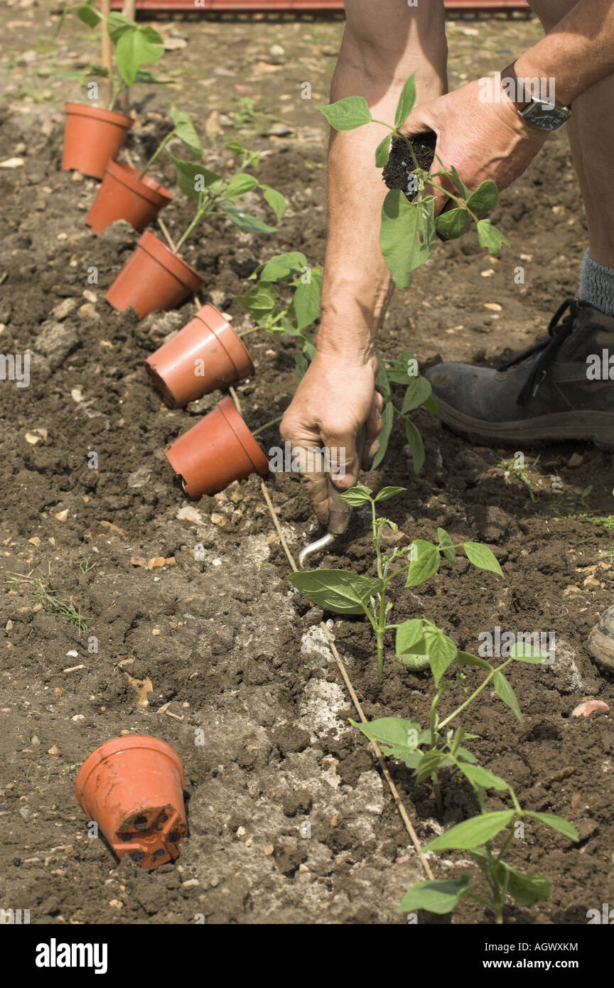French beans garden pots hi-res stock photography and images - Alamy