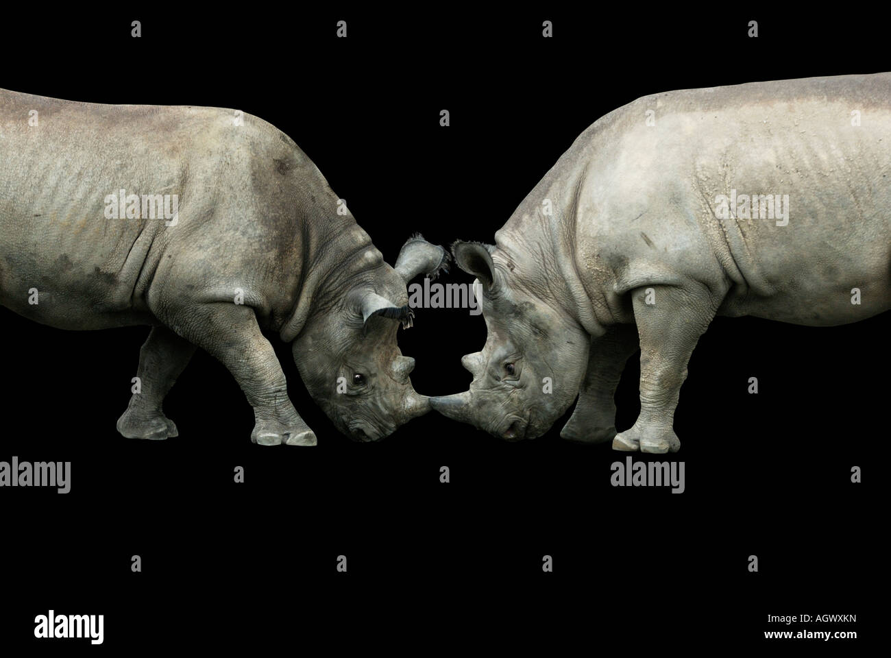 Two rhino s fighting Stock Photo - Alamy