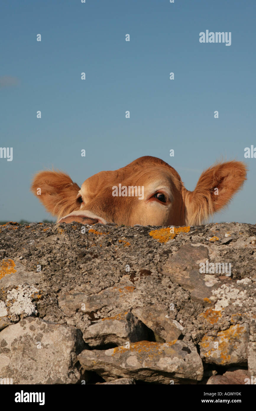 Cow looking over stone wall hi-res stock photography and images - Alamy