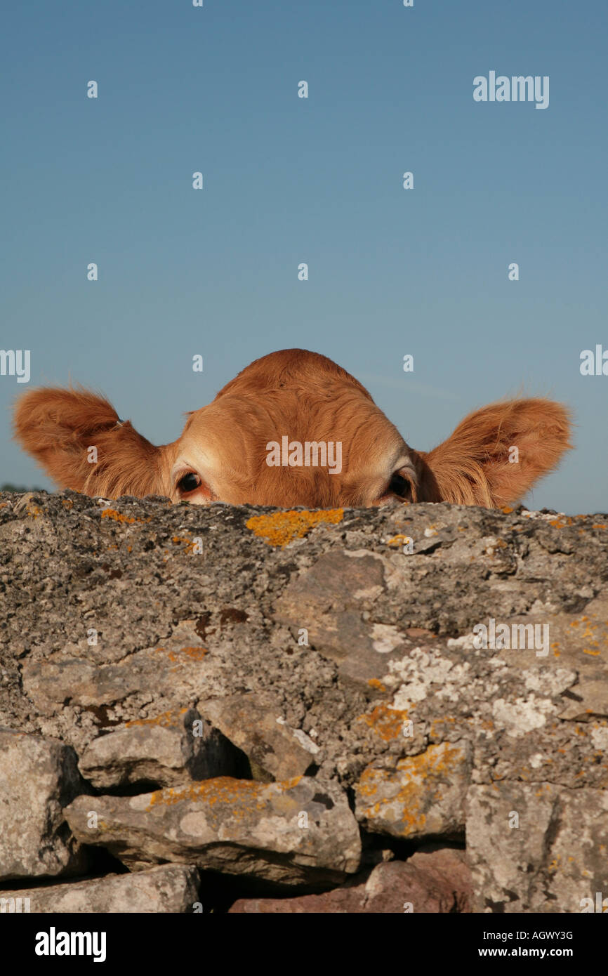 Cow looking over a stone wall Stock Photo - Alamy