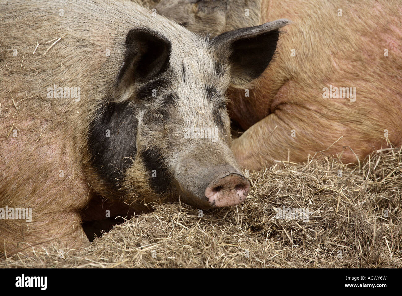 Two pigs hi-res stock photography and images - Alamy