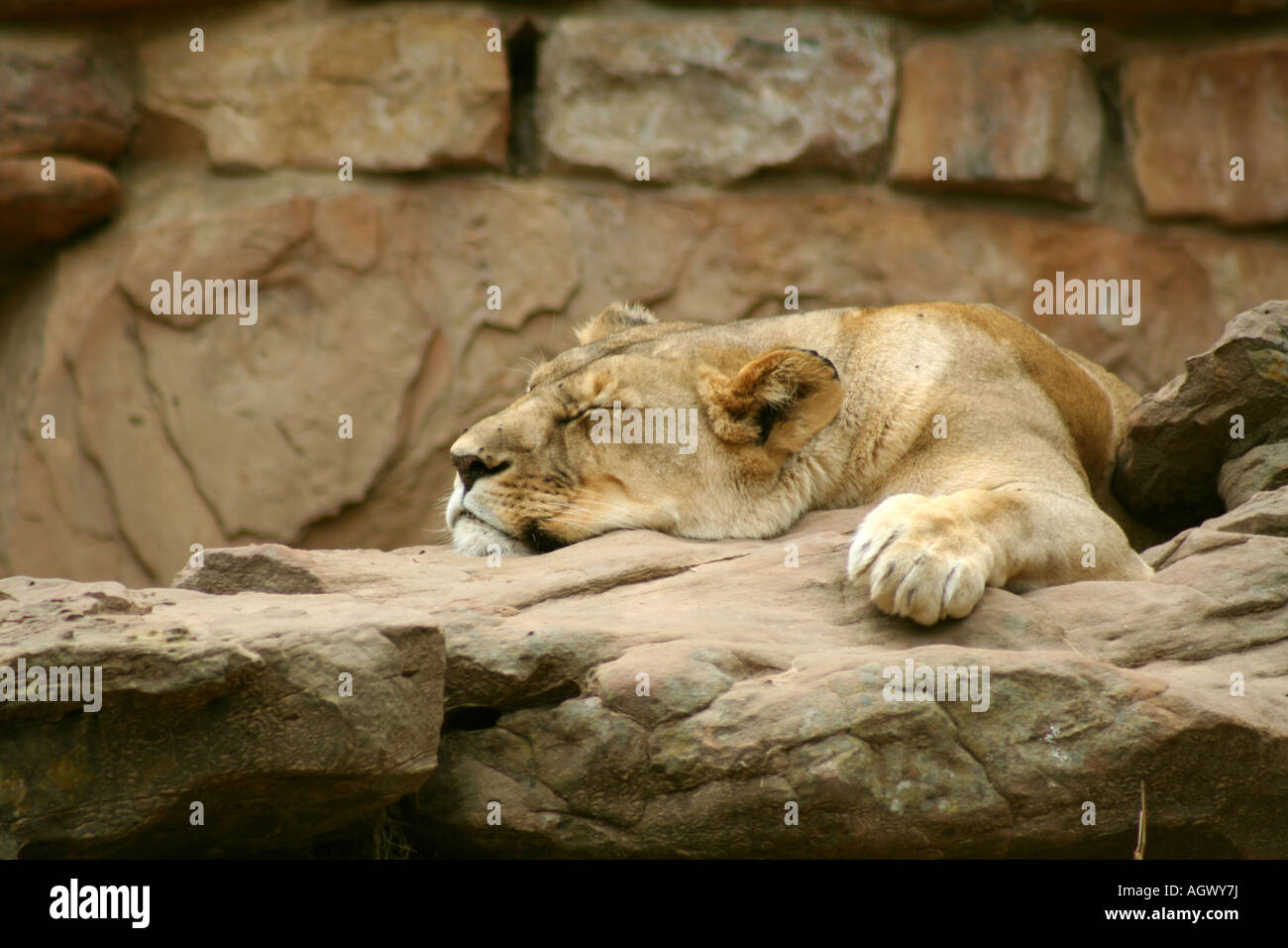 Sleepy lion hi-res stock photography and images - Alamy