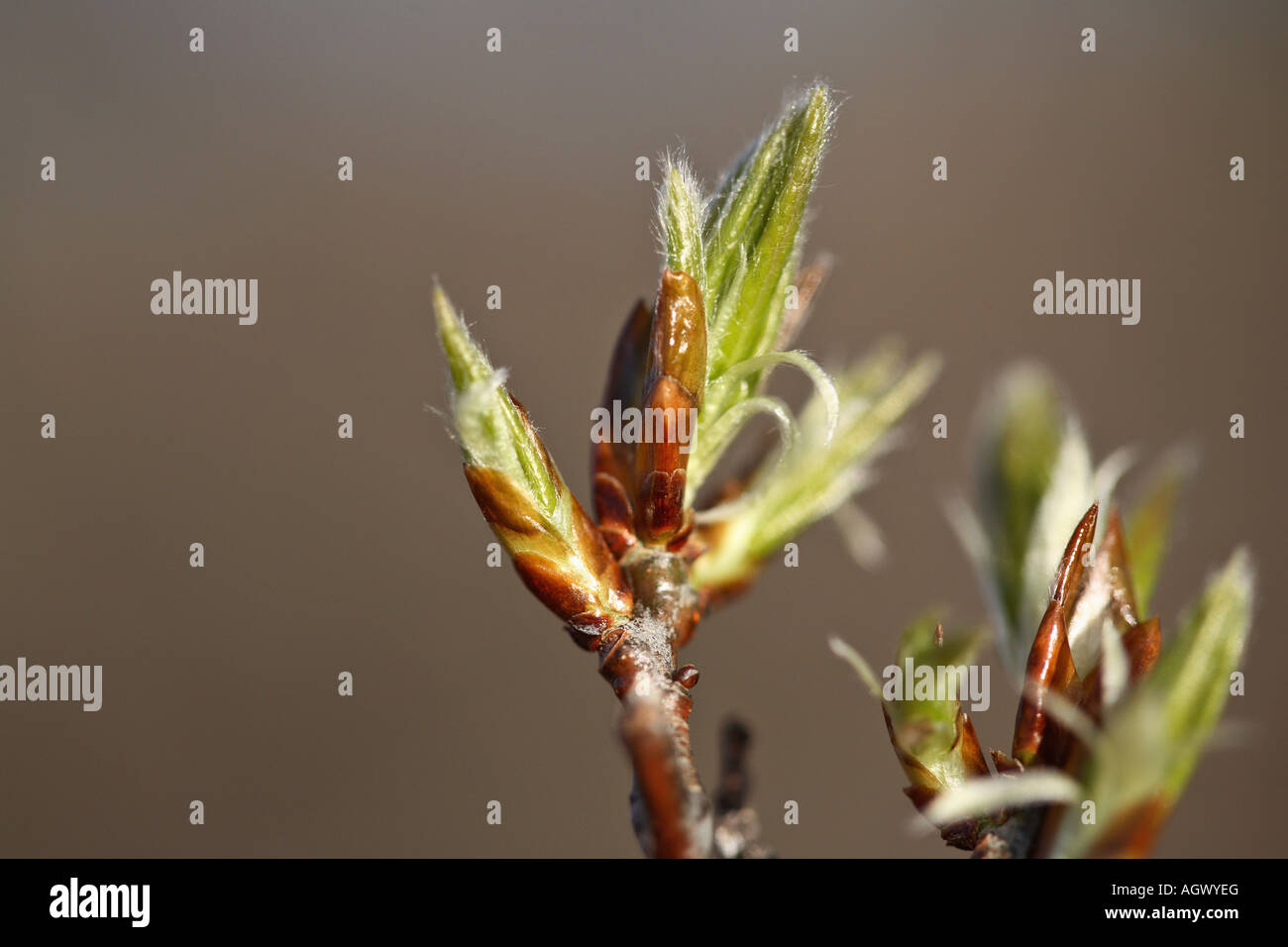 Budding aspen tree hi-res stock photography and images - Alamy