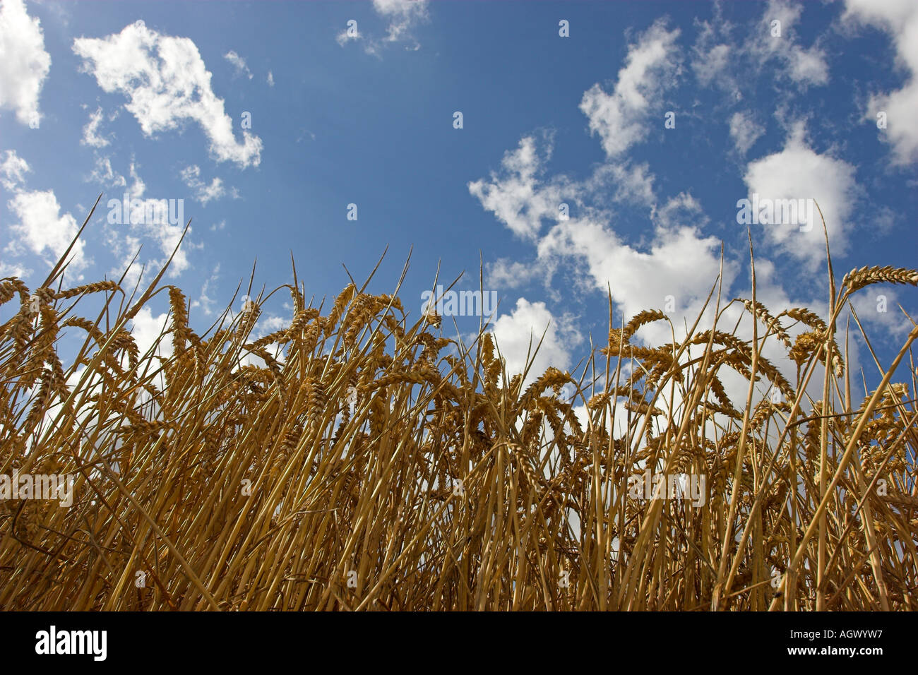 A wheatfield in Hertfordshire ready for harvesting Stock Photo - Alamy
