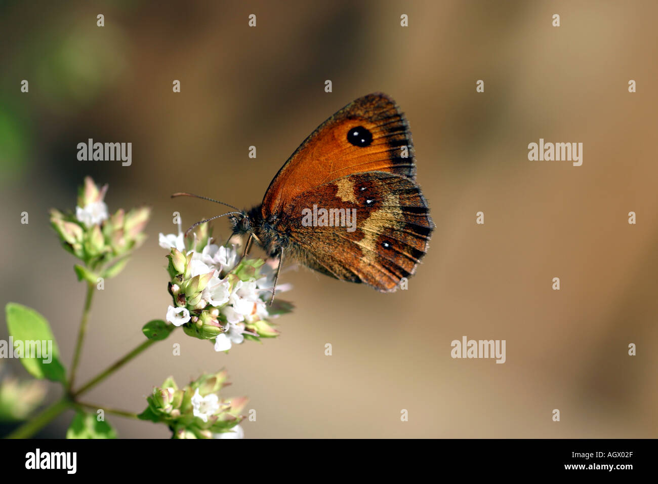 Orange gatekeeper butterfly hi-res stock photography and images - Alamy