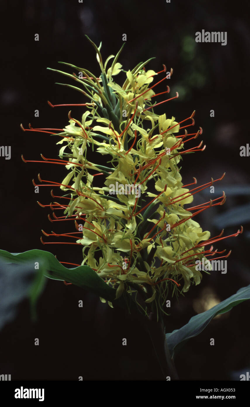 Hedychium ginger lily hi-res stock photography and images - Alamy