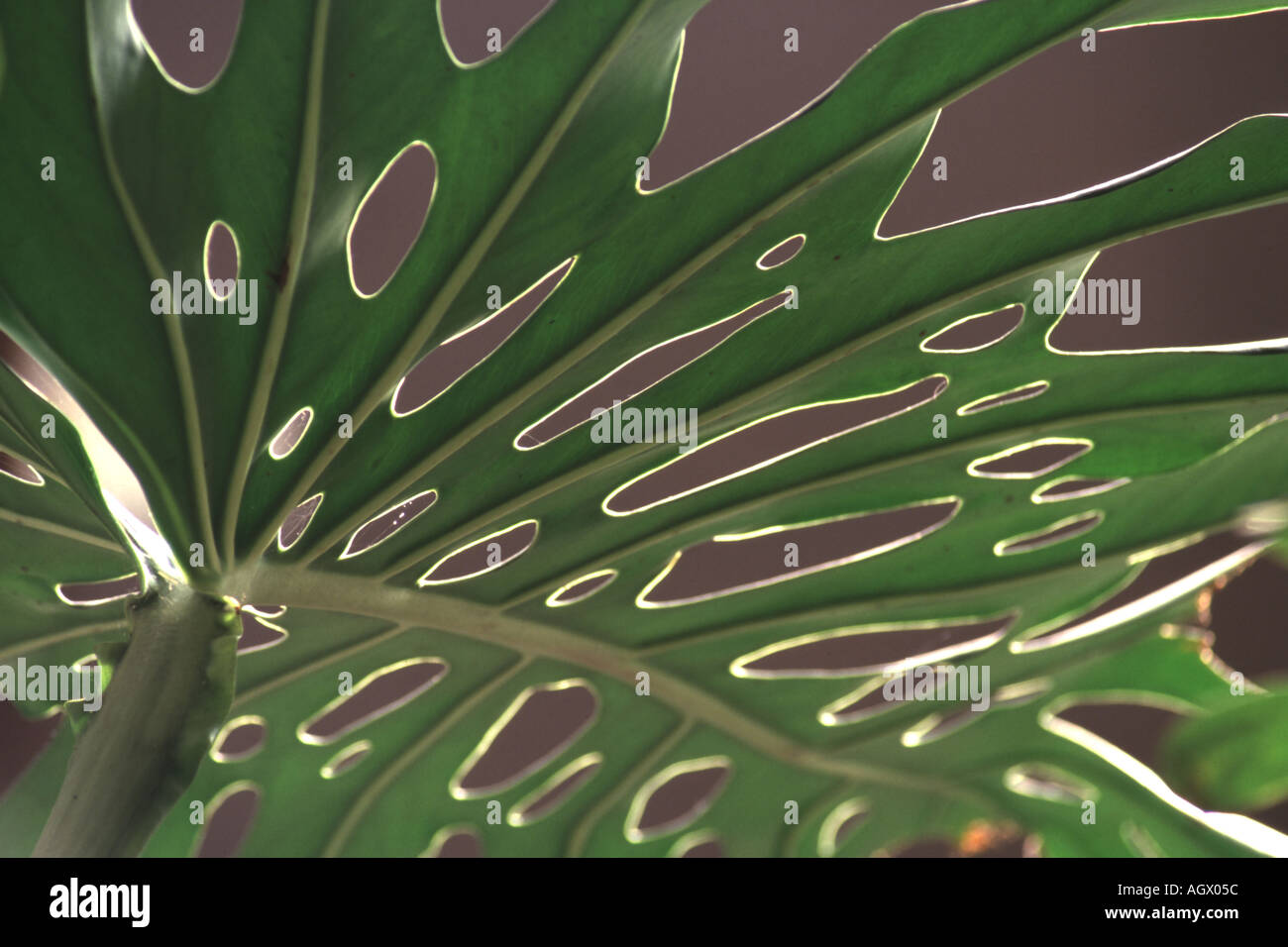 Monstera leaf, Swiss cheese plant Stock Photo - Alamy