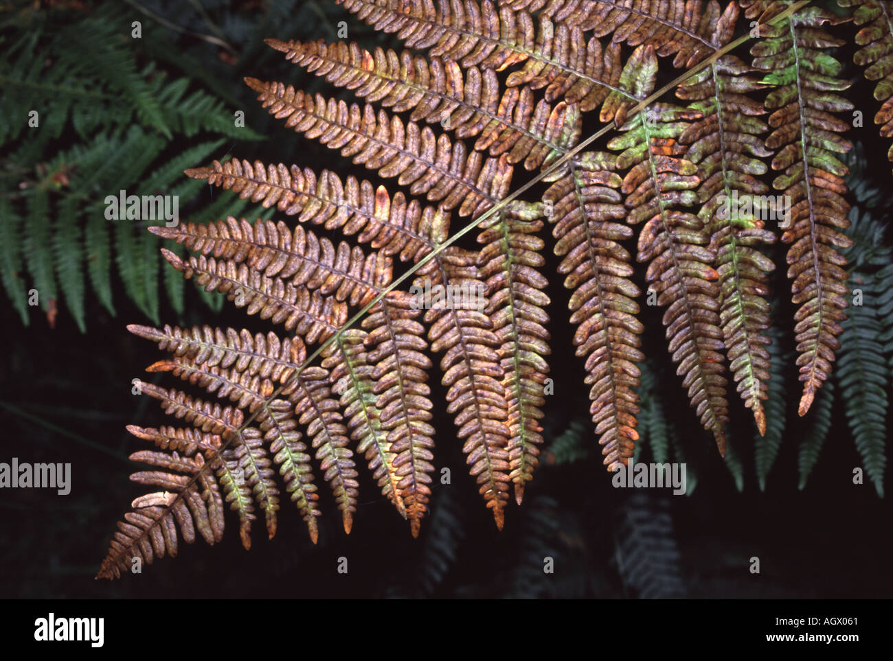Bracken frond, Pteridium aquilinum Stock Photo - Alamy
