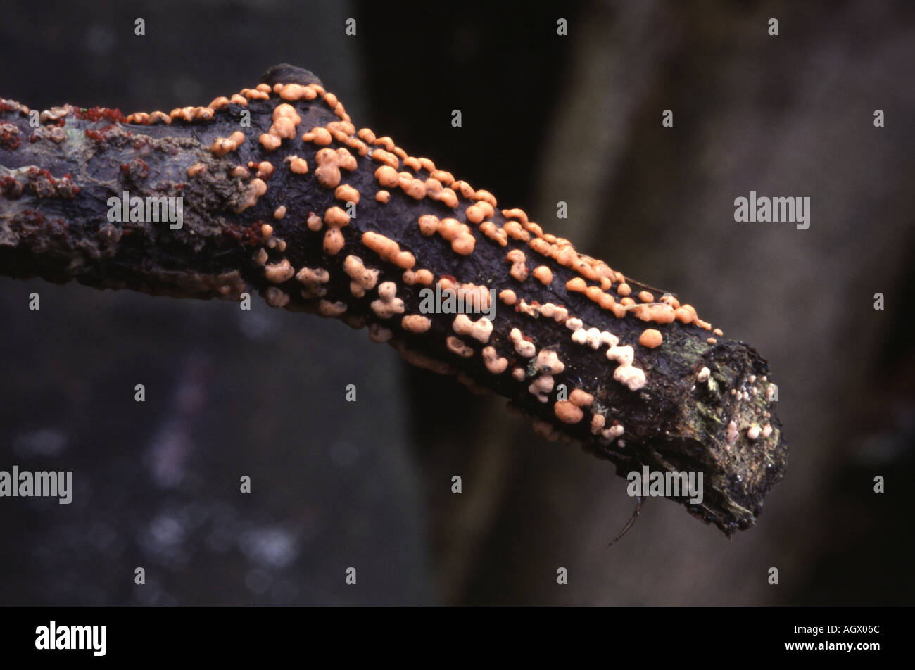 Coral spot fungus, Nectria cinnabarina Stock Photo - Alamy