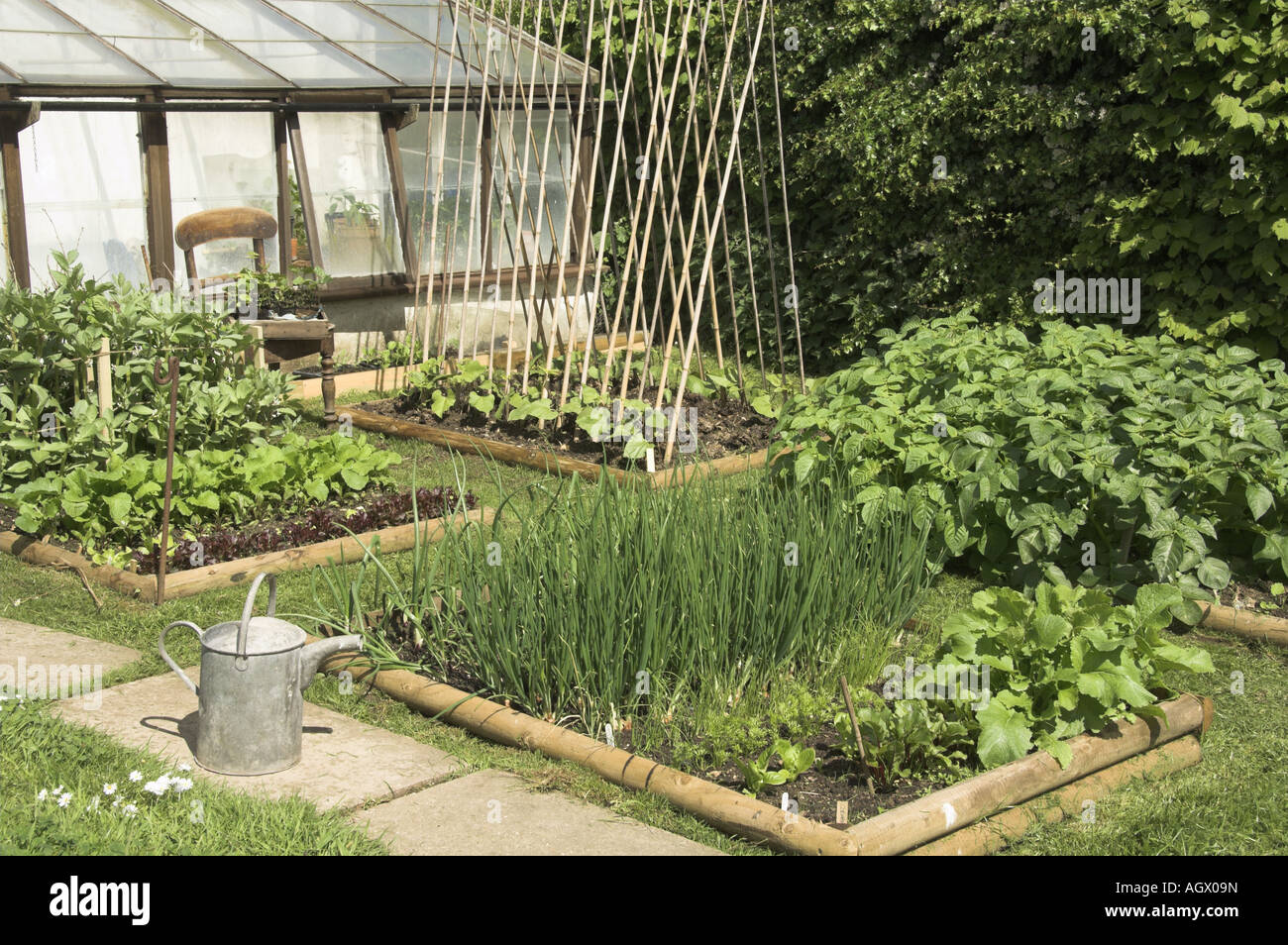 Small vegetable plot with small beds containing salad and vegetable ...
