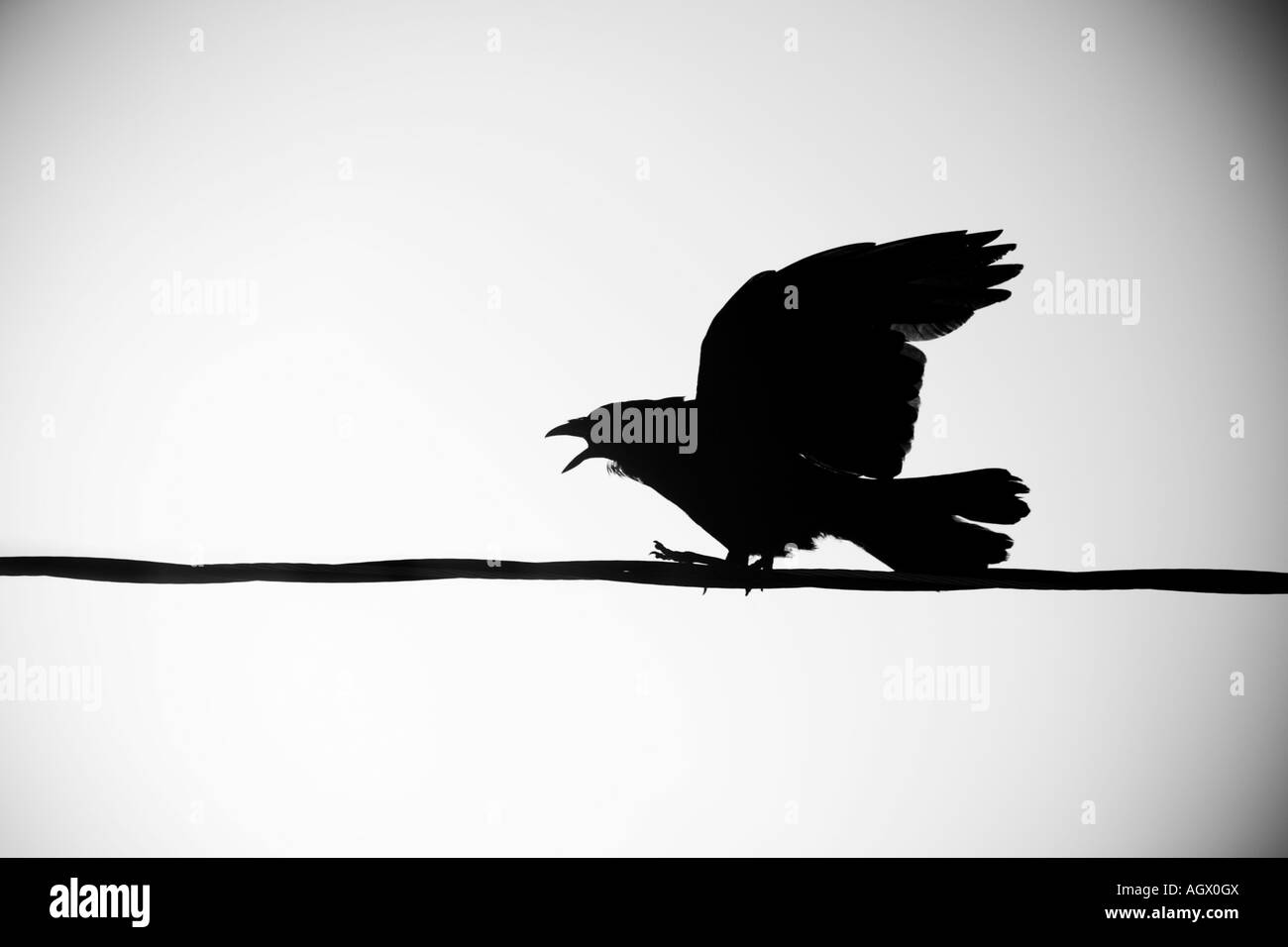 A silhouetted crow sitting on a power line and calling out Stock Photo ...