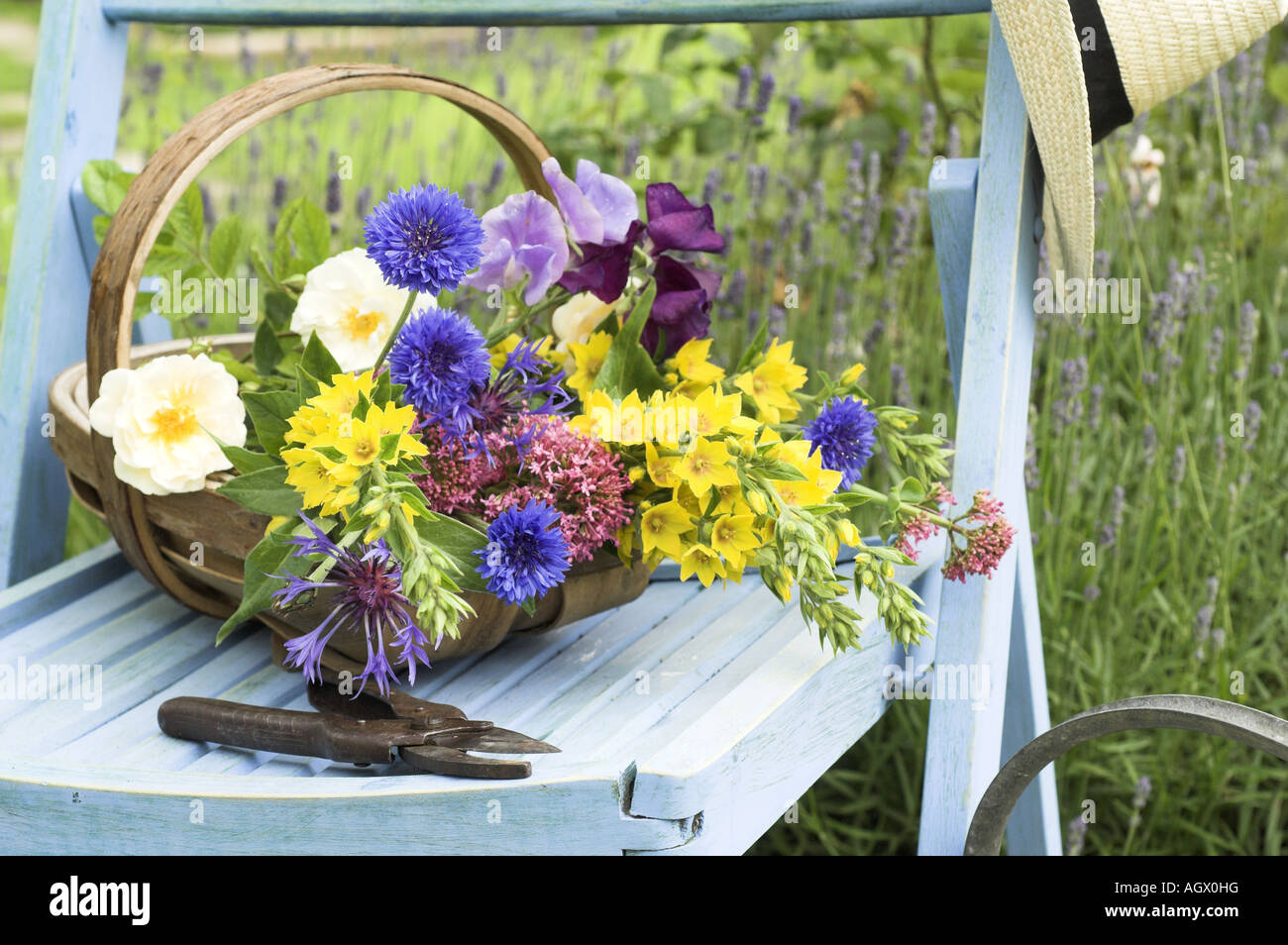 Traditonal english Summer Garden scene with cut flowers in trug on ...