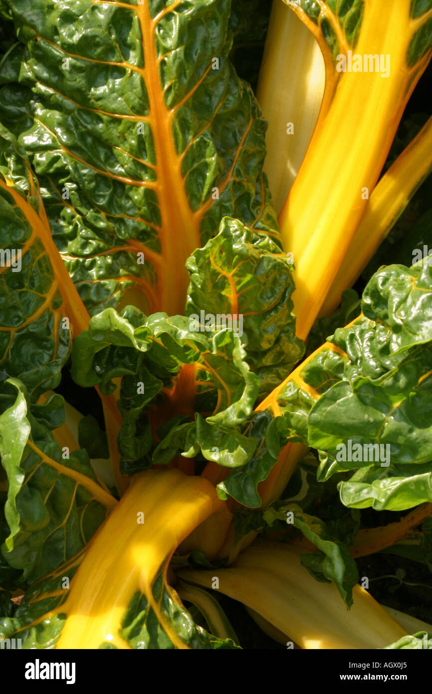 Swiss chard uk hi-res stock photography and images - Alamy