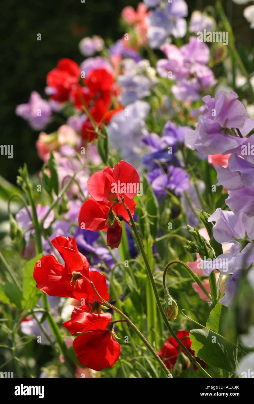 Sweet pea flowers hi-res stock photography and images - Alamy