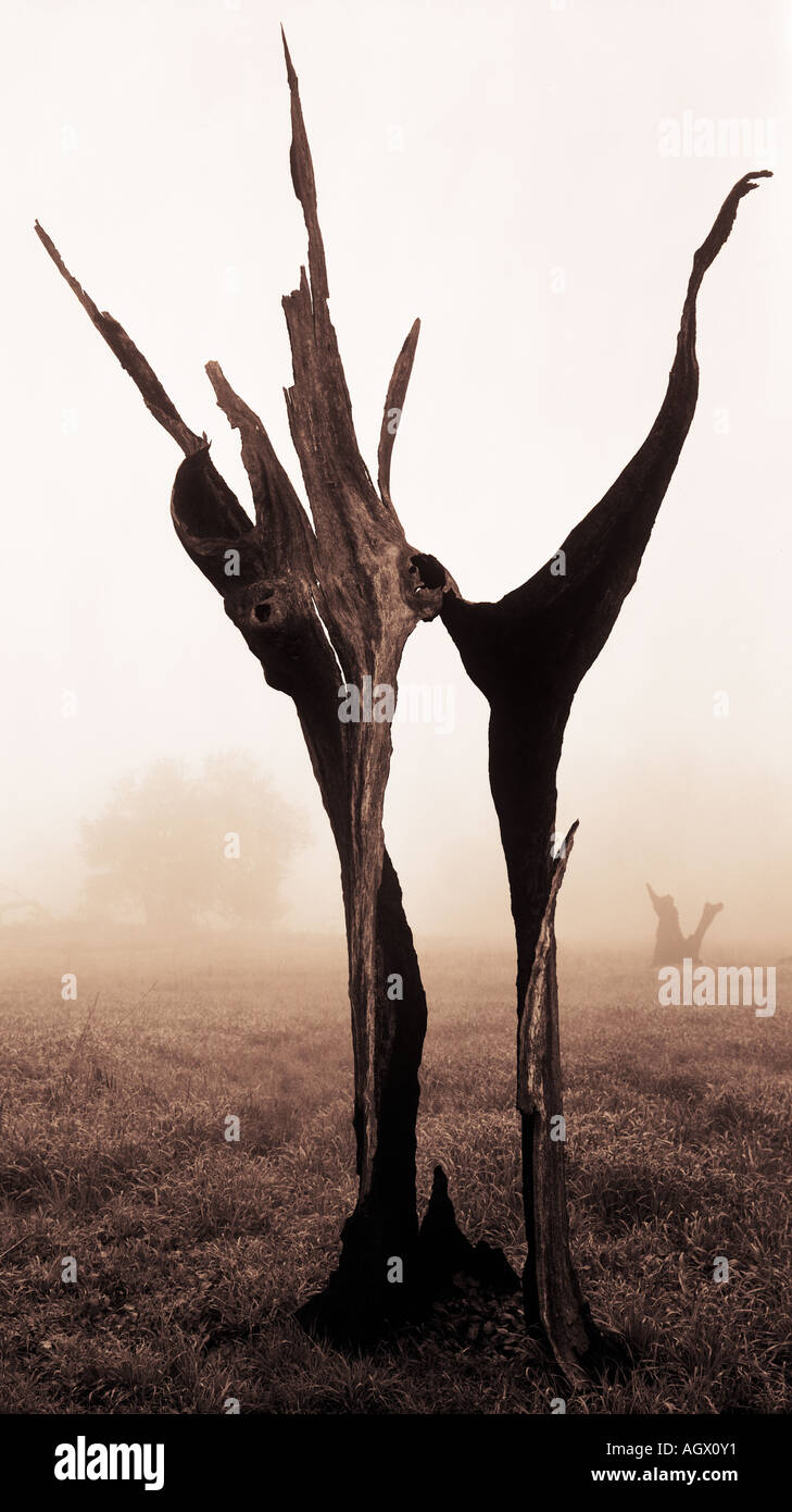 Still life burned oak skeleton hi-res stock photography and images - Alamy