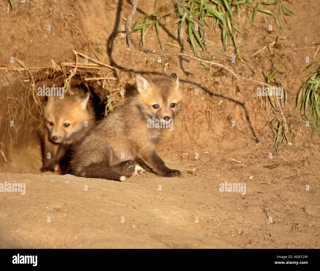 Black Ear Tips Stock Photos & Black Ear Tips Stock Images - Alamy