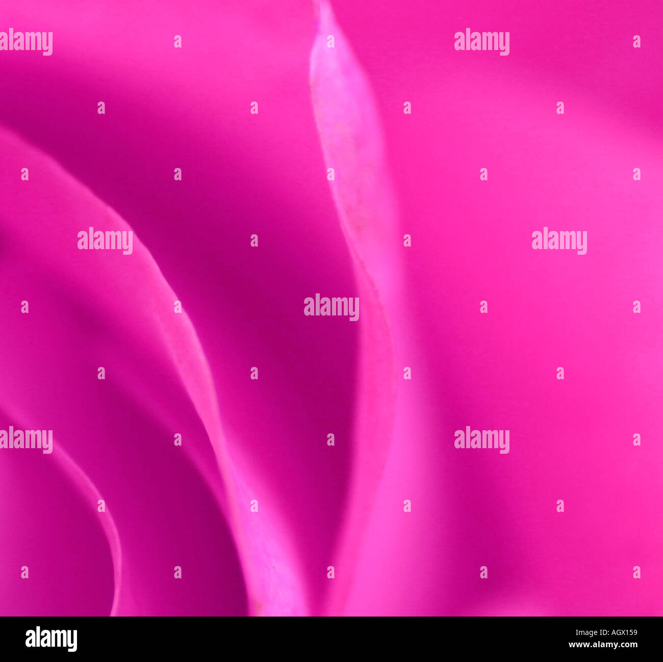 Cerise colour rose hi-res stock photography and images - Alamy