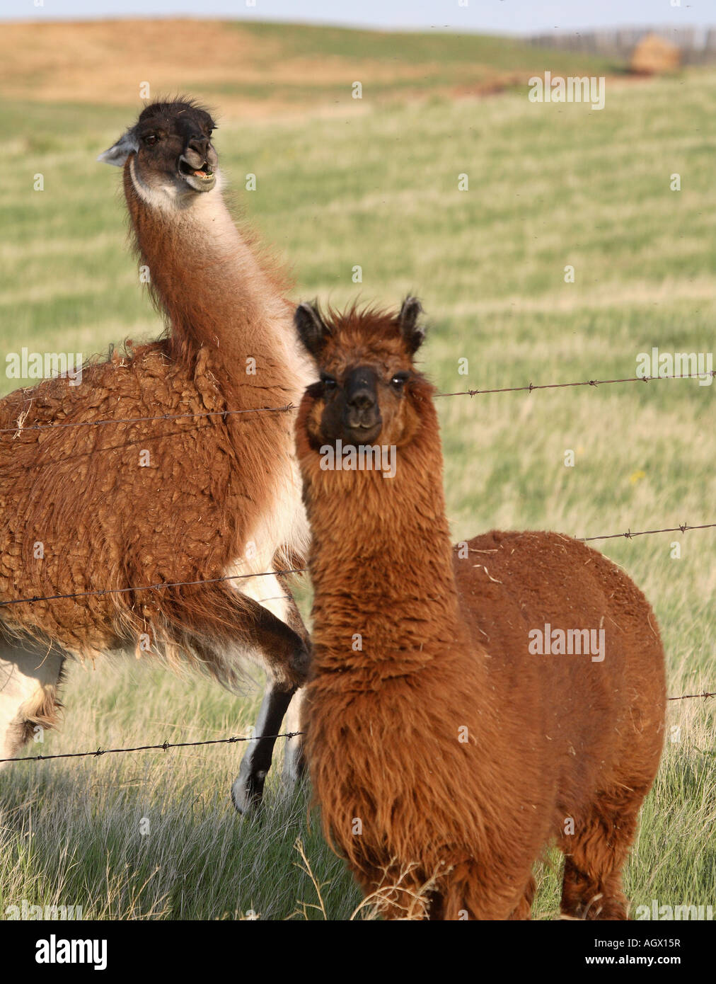 Differentiating hi-res stock photography and images - Alamy