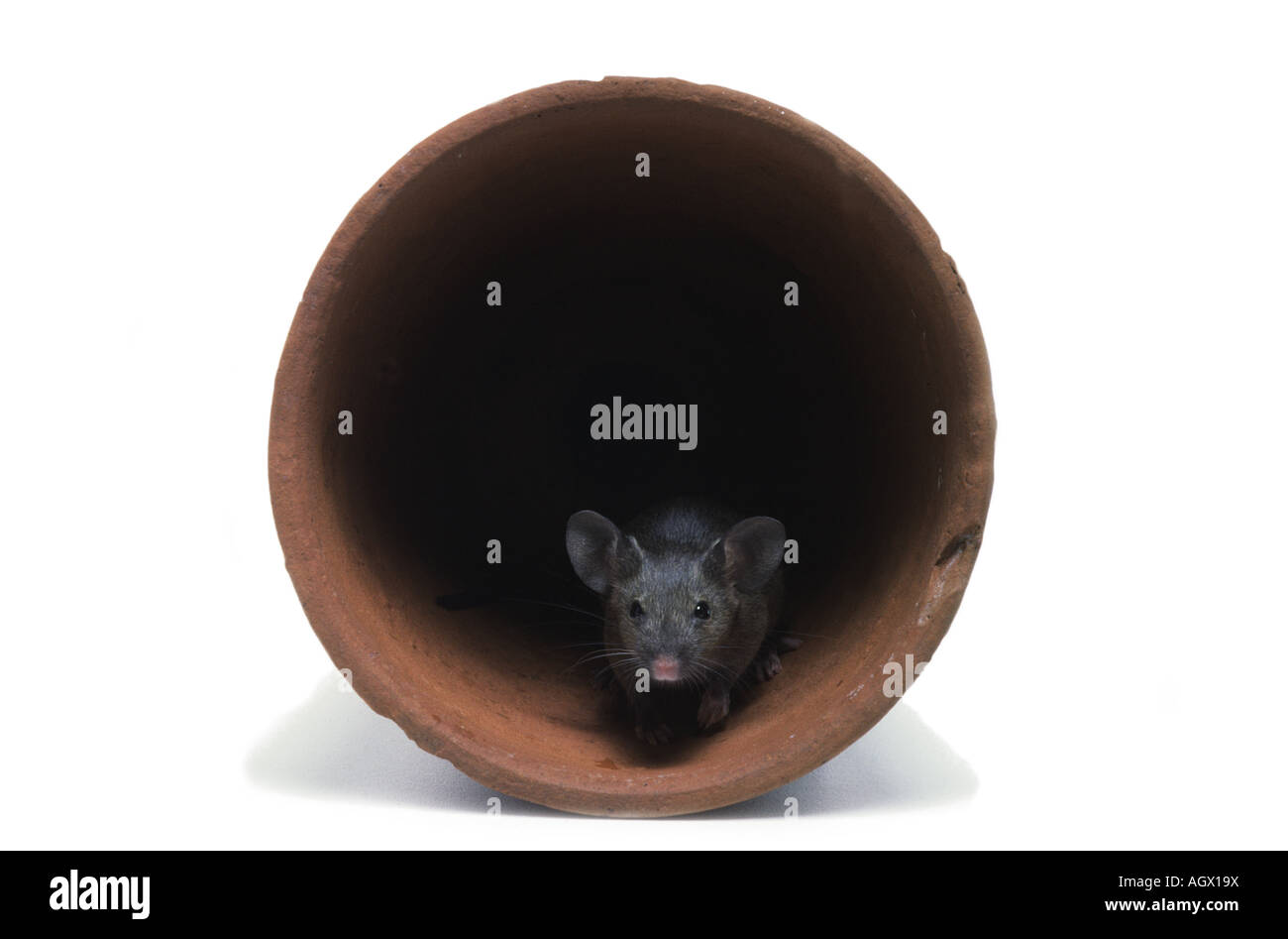 Ears of the mouse hi-res stock photography and images - Alamy