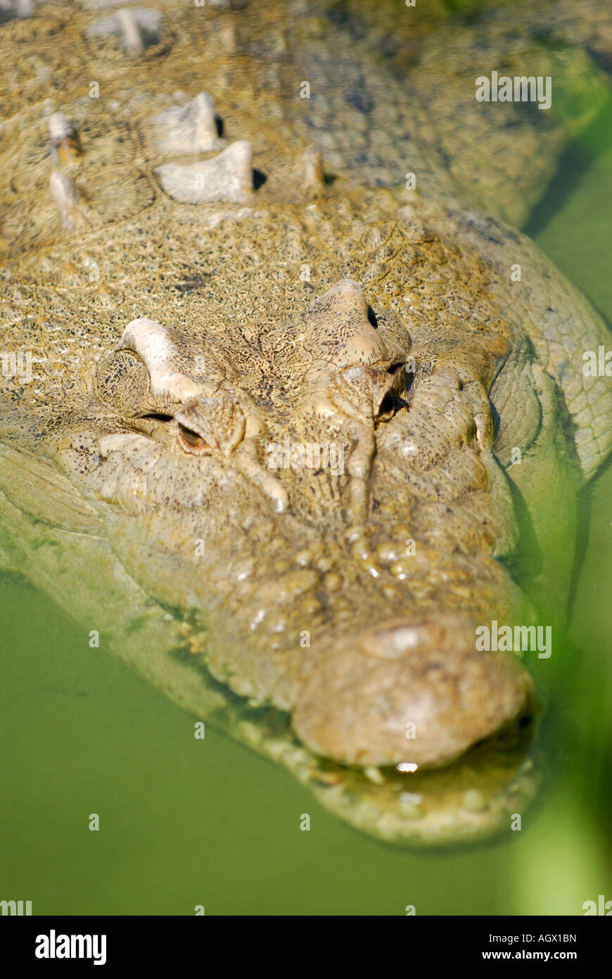 Crocodile at the surface of the water lying in wait for prey Stock ...