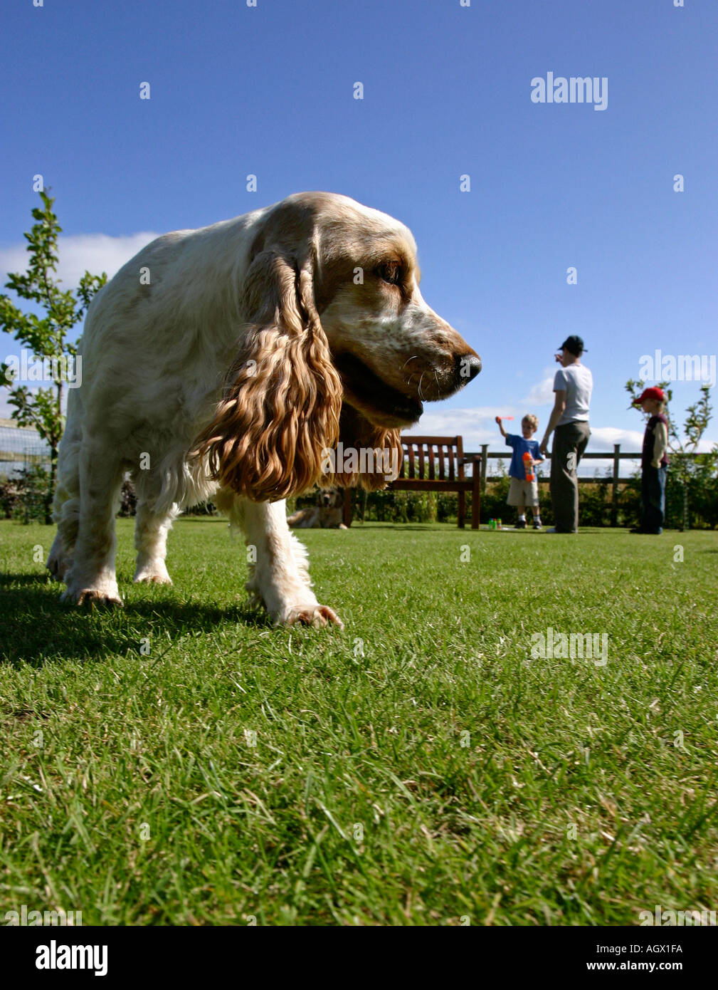 Cocker Spaniel in a garden with a family in summer Stock Photo - Alamy