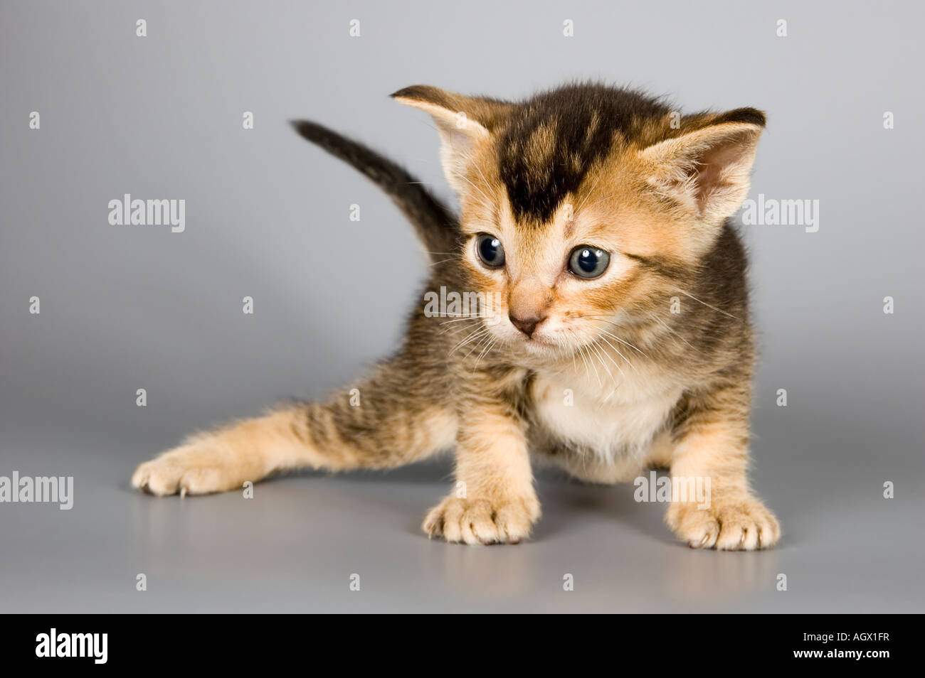 Kitten in studio Stock Photo - Alamy